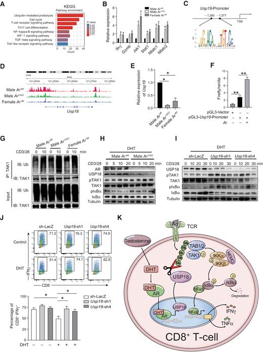 Androgen Signaling Contributes To Sex Differences In Cancer By Inhibiting Nf κb Activation In T