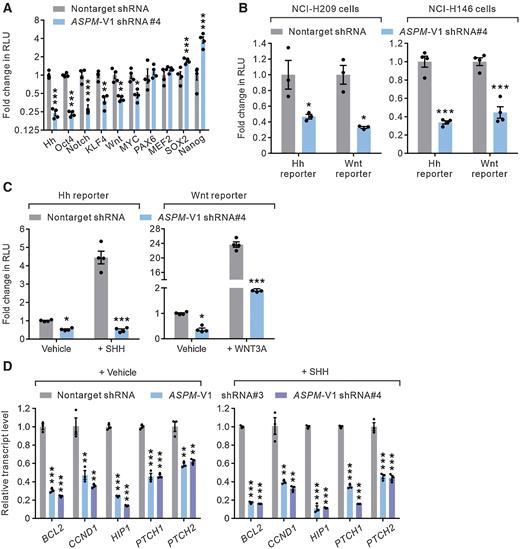ASPM Activates Hedgehog and Wnt Signaling to Promote Small Cell Lung ...