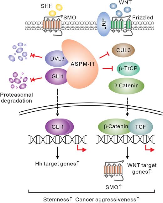 ASPM Activates Hedgehog and Wnt Signaling to Promote Small Cell Lung ...