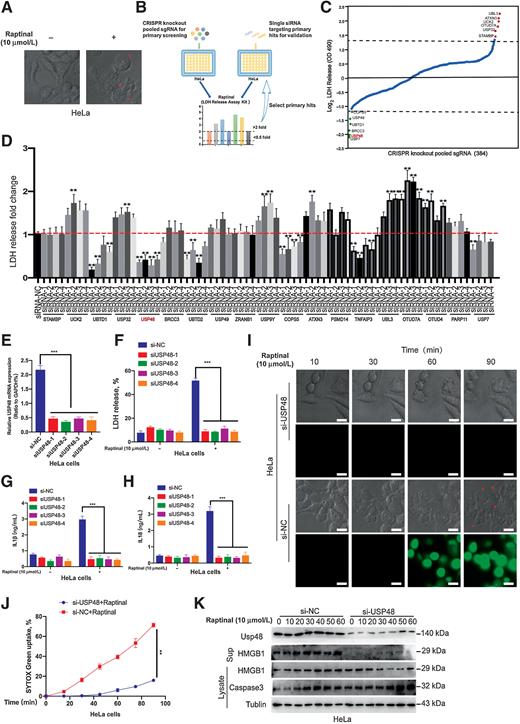 USP48 Stabilizes Gasdermin E to Promote Pyroptosis in Cancer | Cancer ...