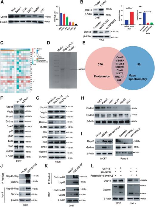 USP48 Stabilizes Gasdermin E to Promote Pyroptosis in Cancer | Cancer ...