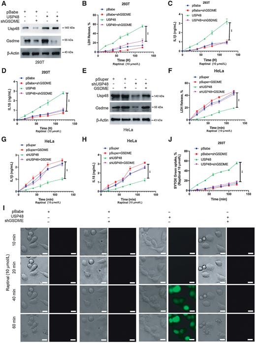 USP48 Stabilizes Gasdermin E to Promote Pyroptosis in Cancer | Cancer ...
