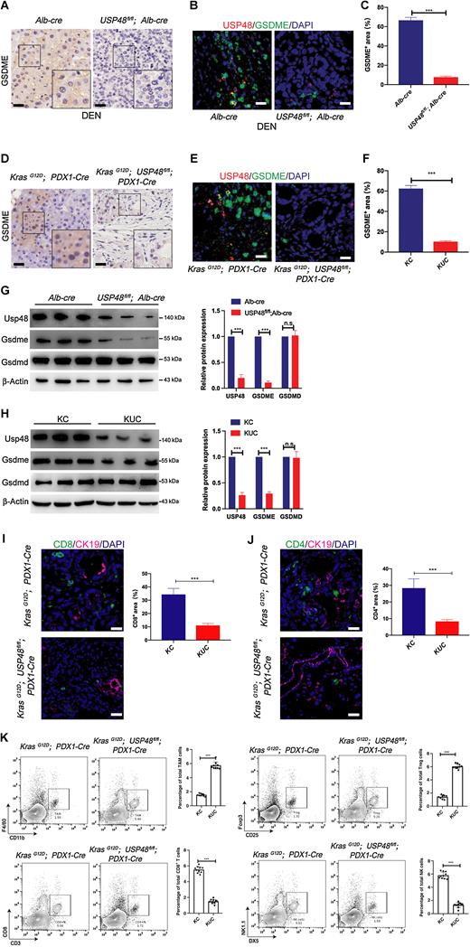 USP48 Stabilizes Gasdermin E to Promote Pyroptosis in Cancer | Cancer ...