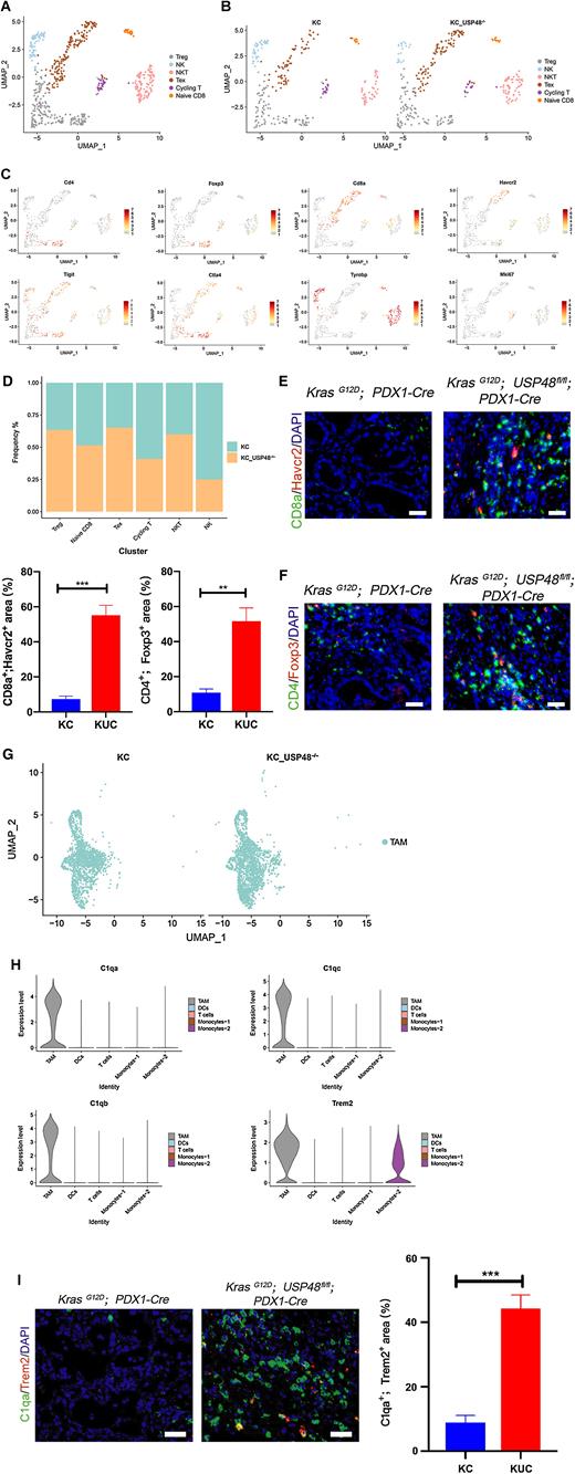 USP48 Stabilizes Gasdermin E to Promote Pyroptosis in Cancer | Cancer ...