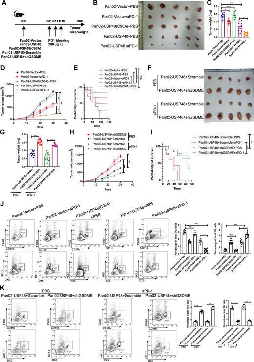 USP48 Stabilizes Gasdermin E to Promote Pyroptosis in Cancer | Cancer ...