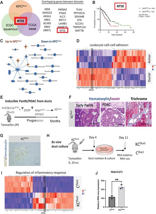 CD73-Dependent Adenosine Signaling through Adora2b Drives ...