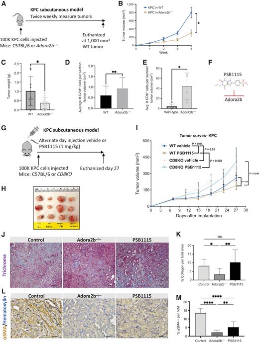 CD73-Dependent Adenosine Signaling through Adora2b Drives Immunosuppression in Ductal Pancreatic ...