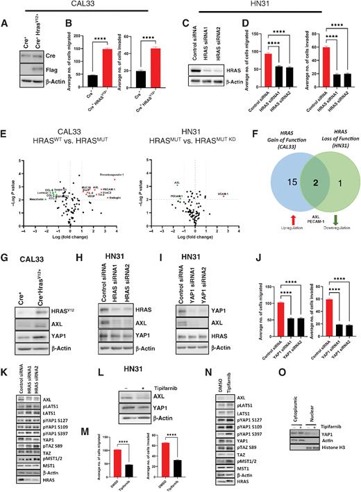 Mutated HRAS Activates YAP1–AXL Signaling to Drive Metastasis of Head ...