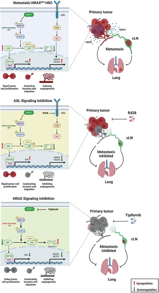 Mutated HRAS Activates YAP1–AXL Signaling to Drive Metastasis of Head ...