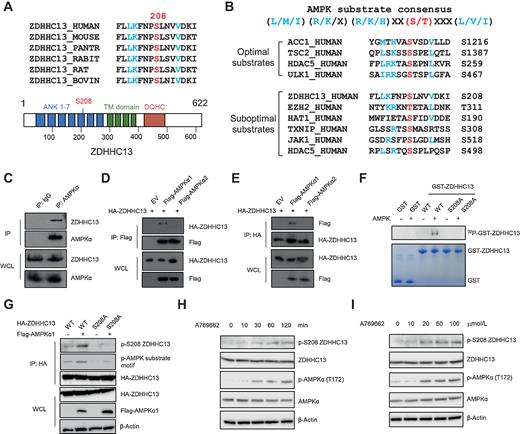 AMPK Phosphorylates ZDHHC13 to Increase MC1R Activity and Suppress ...