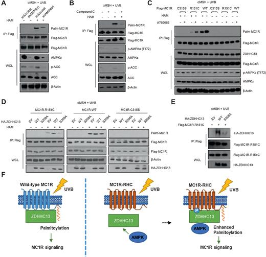AMPK Phosphorylates ZDHHC13 to Increase MC1R Activity and Suppress ...