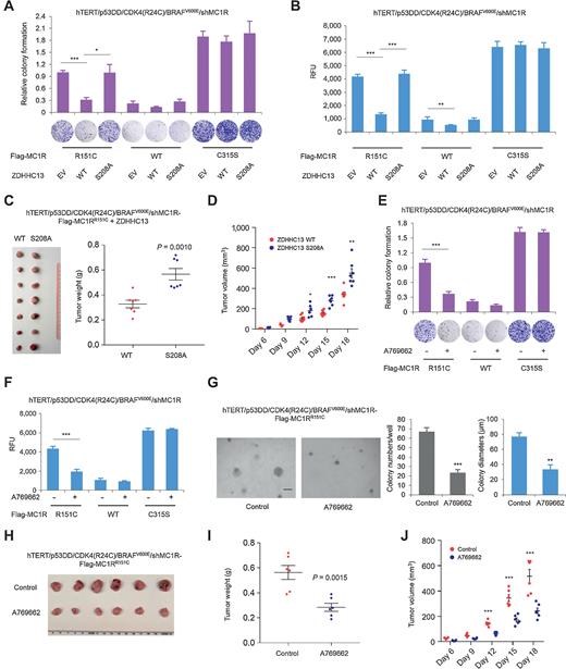 AMPK Phosphorylates ZDHHC13 to Increase MC1R Activity and Suppress ...
