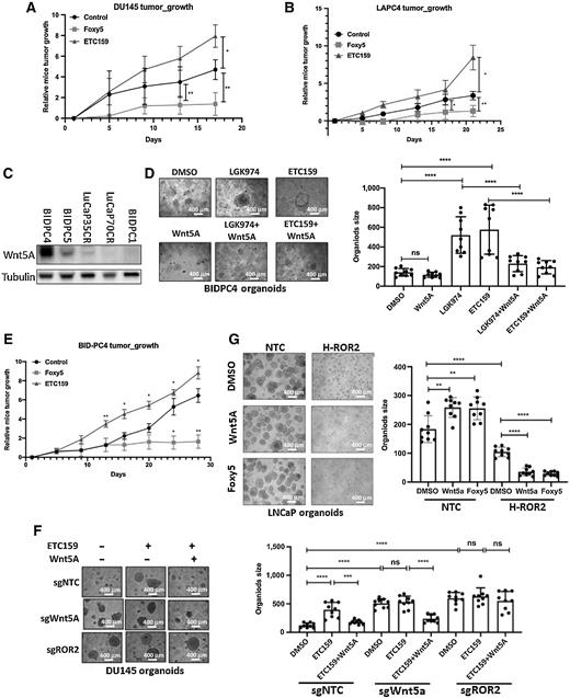 WNT5a Signaling through ROR2 Activates the Hippo Pathway to Suppress ...