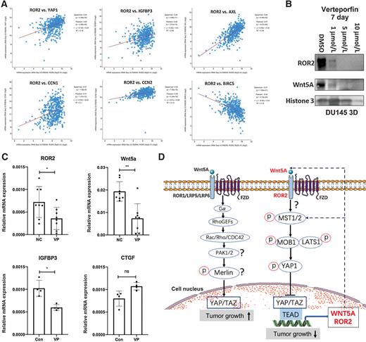 WNT5a Signaling through ROR2 Activates the Hippo Pathway to Suppress ...