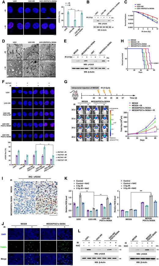 PGC1α Degradation Suppresses Mitochondrial Biogenesis to Confer ...