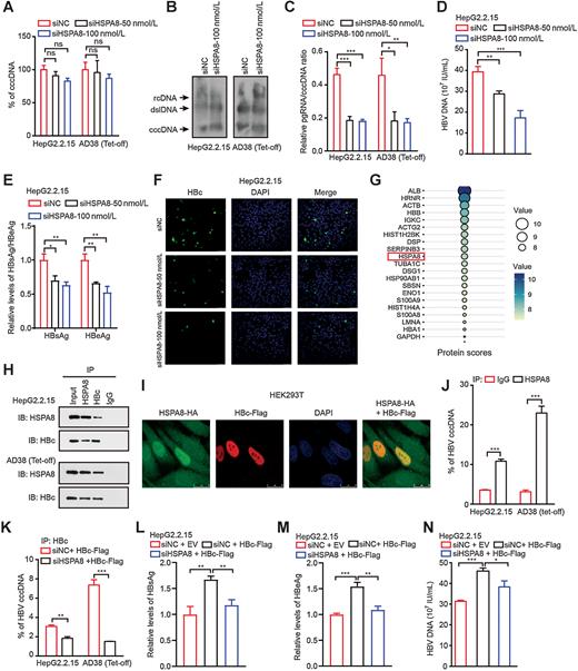 HBx-Induced HSPA8 Stimulates HBV Replication and Suppresses Ferroptosis ...