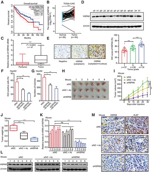 HBx-Induced HSPA8 Stimulates HBV Replication and Suppresses Ferroptosis ...