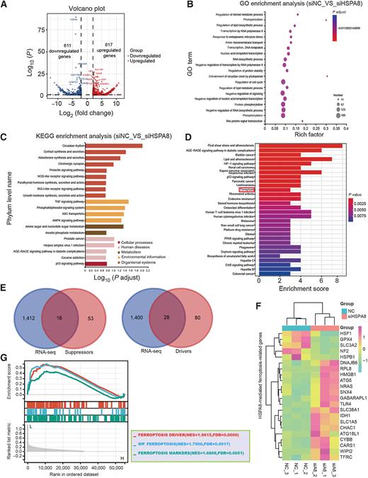 HBx-Induced HSPA8 Stimulates HBV Replication and Suppresses Ferroptosis ...