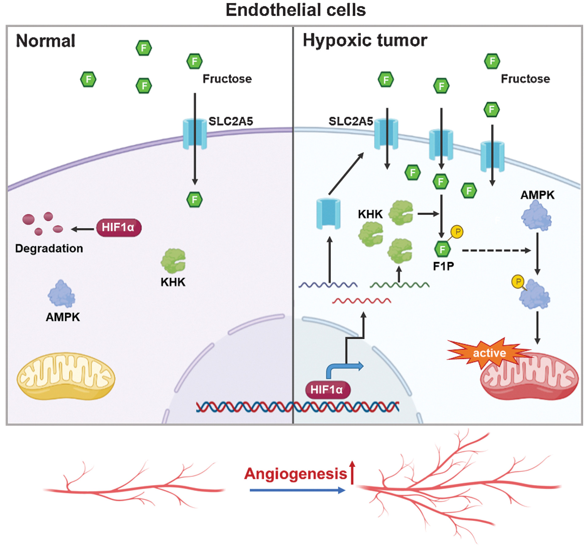 Fructose Metabolism in Tumor Endothelial Cells Promotes Angiogenesis by ...