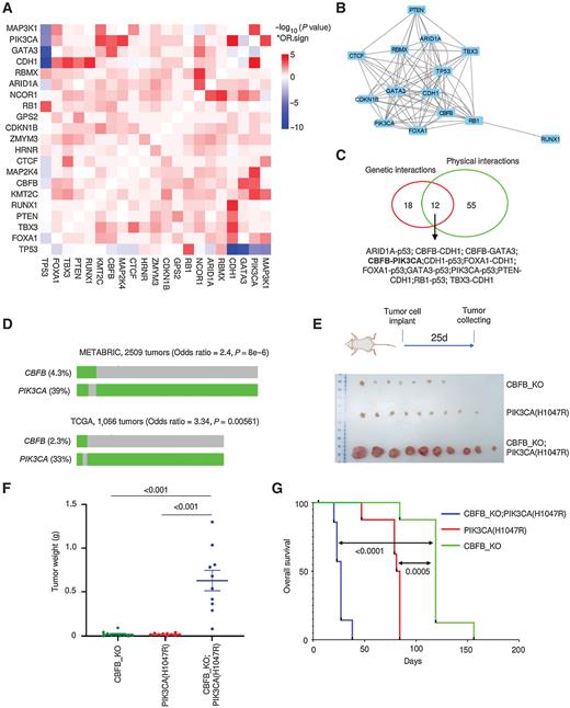 Dysregulation of Mitochondrial Translation Caused by CBFB Deficiency ...