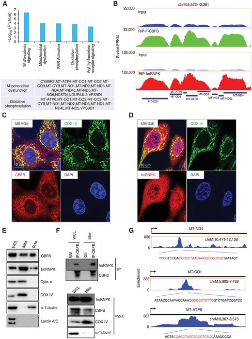 Dysregulation of Mitochondrial Translation Caused by CBFB Deficiency ...