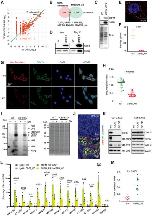 Dysregulation of Mitochondrial Translation Caused by CBFB Deficiency ...