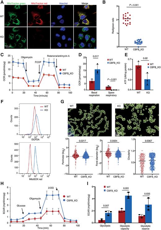 Dysregulation of Mitochondrial Translation Caused by CBFB Deficiency ...