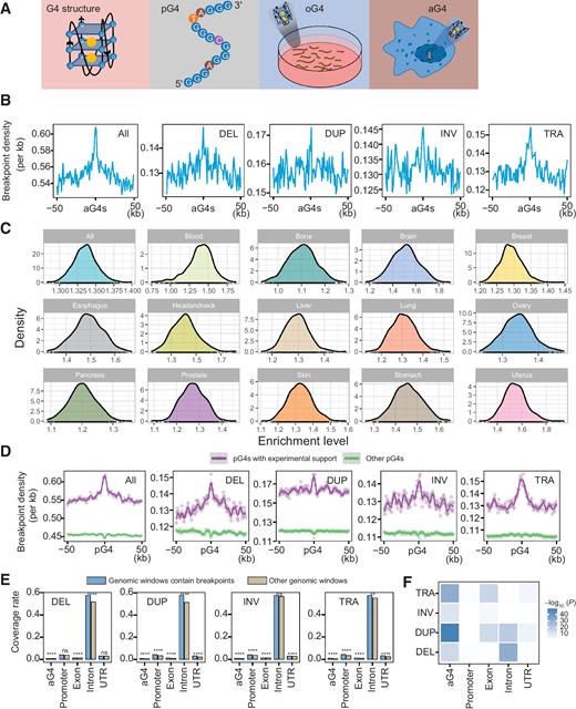 G-Quadruplex Structures Are Key Modulators of Somatic Structural ...