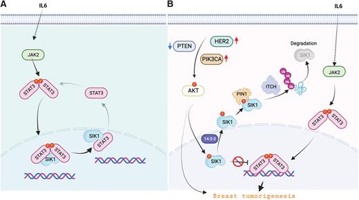AKT Blocks SIK1-Mediated Repression of STAT3 to Promote Breast ...