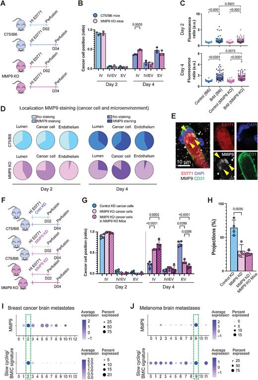 Active Remodeling of Capillary Endothelium via Cancer Cell–Derived MMP9 ...