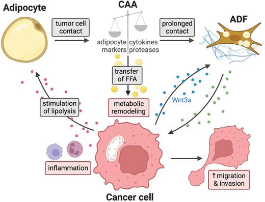 Fueling the Tumor Microenvironment with Cancer-Associated Adipocytes ...