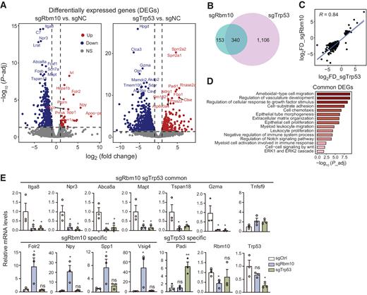 RBM10 Loss Promotes EGFR-Driven Lung Cancer and Confers Sensitivity to ...