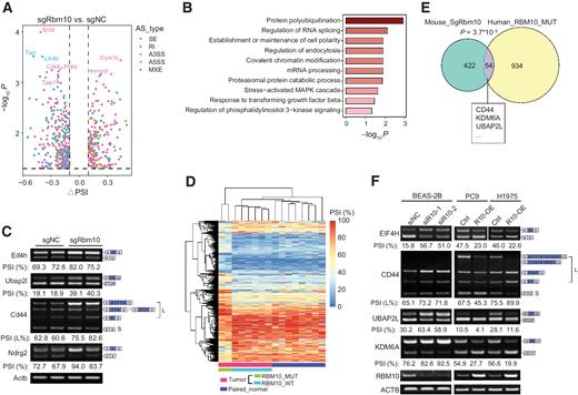 RBM10 Loss Promotes EGFR-Driven Lung Cancer and Confers Sensitivity to ...