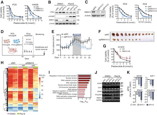 RBM10 Loss Promotes EGFR-Driven Lung Cancer and Confers Sensitivity to ...