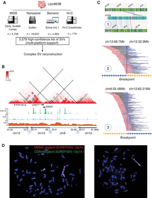 Enhancer Coamplification and Hijacking Promote Oncogene Expression in ...