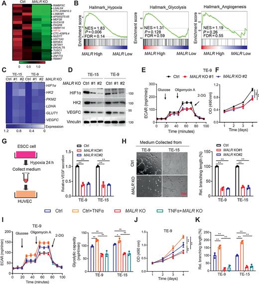 The Macrophage-Associated LncRNA MALR Facilitates ILF3 Liquid–Liquid ...