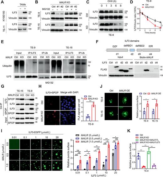 The Macrophage-Associated LncRNA MALR Facilitates ILF3 Liquid–Liquid ...