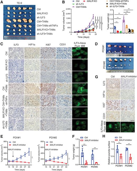 The Macrophage-Associated LncRNA MALR Facilitates ILF3 Liquid–Liquid ...