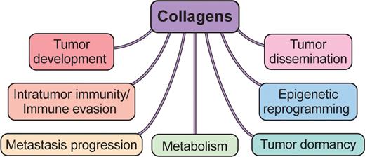Collagens in Cancer: Structural Regulators and Guardians of Cancer ...