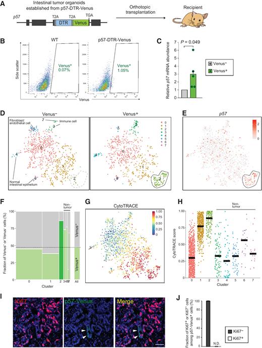 Ablation of p57+ Quiescent Cancer Stem Cells Suppresses Recurrence ...