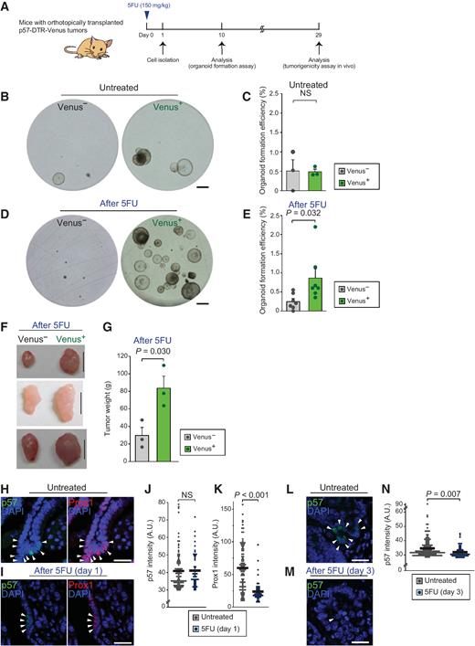 Ablation of p57+ Quiescent Cancer Stem Cells Suppresses Recurrence ...