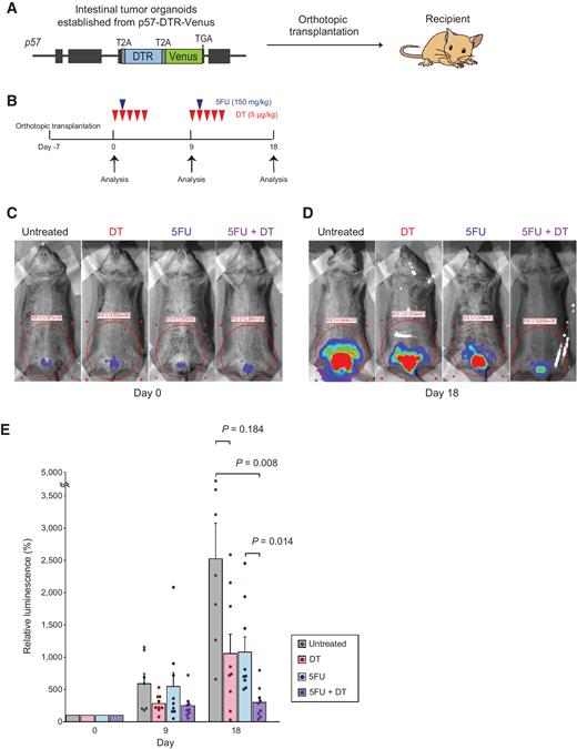 Ablation of p57+ Quiescent Cancer Stem Cells Suppresses Recurrence ...