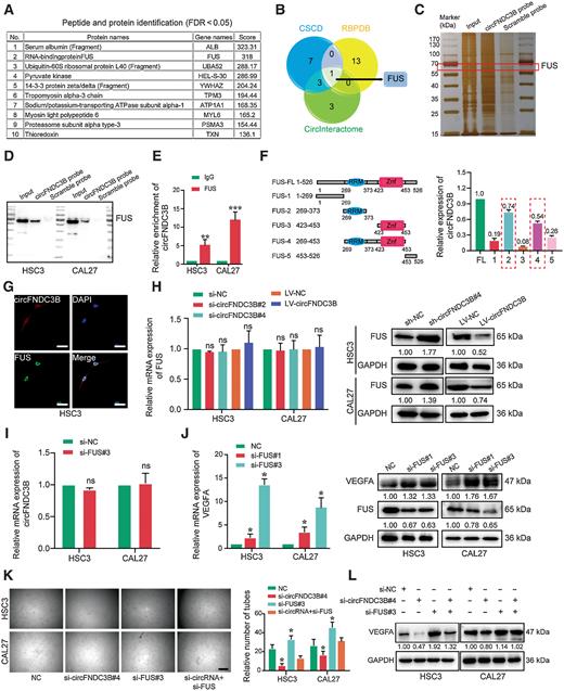 circFNDC3B Accelerates Vasculature Formation and Metastasis in Oral ...