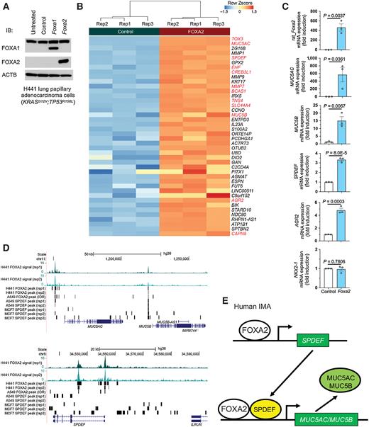 FOXA2 Cooperates with Mutant KRAS to Drive Invasive Mucinous ...