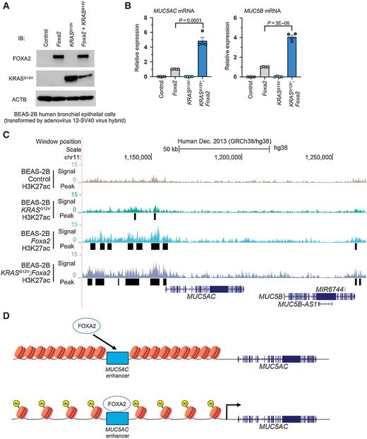 FOXA2 Cooperates with Mutant KRAS to Drive Invasive Mucinous ...