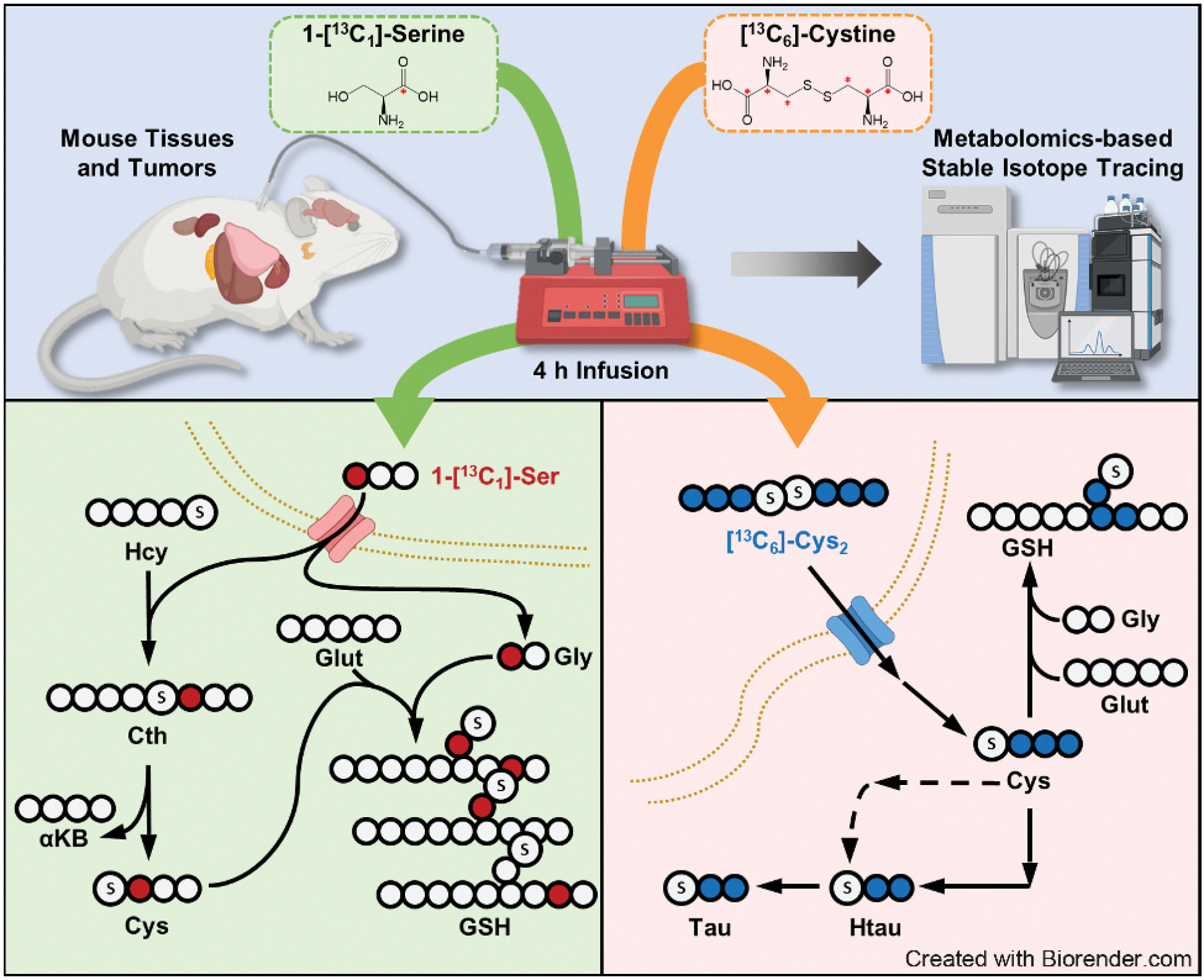 Comprehensive Metabolic Tracing Reveals the Origin and Catabolism of ...