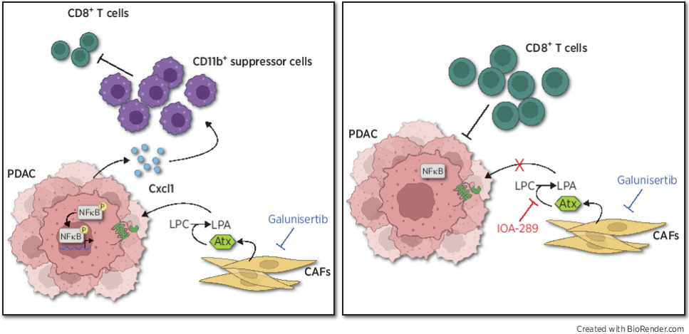 Autotaxin Secretion Is a Stromal Mechanism of Adaptive Resistance to ...