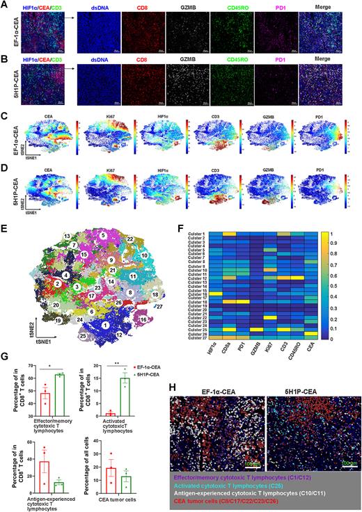 Hypoxia-Responsive CAR-T Cells Exhibit Reduced Exhaustion and Enhanced ...