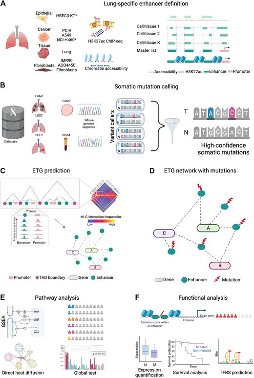 Leveraging Tissue-Specific Enhancer–Target Gene Regulatory Networks Identifies Enhancer Somatic ...