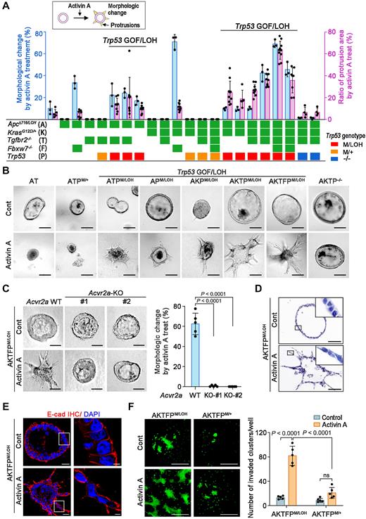Gain-of-Function p53 Mutation Acts as a Genetic Switch for TGFβ ...